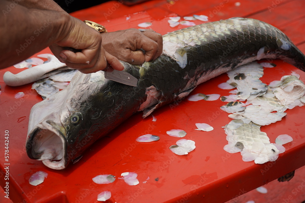 Tropical freshwater fish Arapaima Gigas, also known as Pirarucu. Wild ...