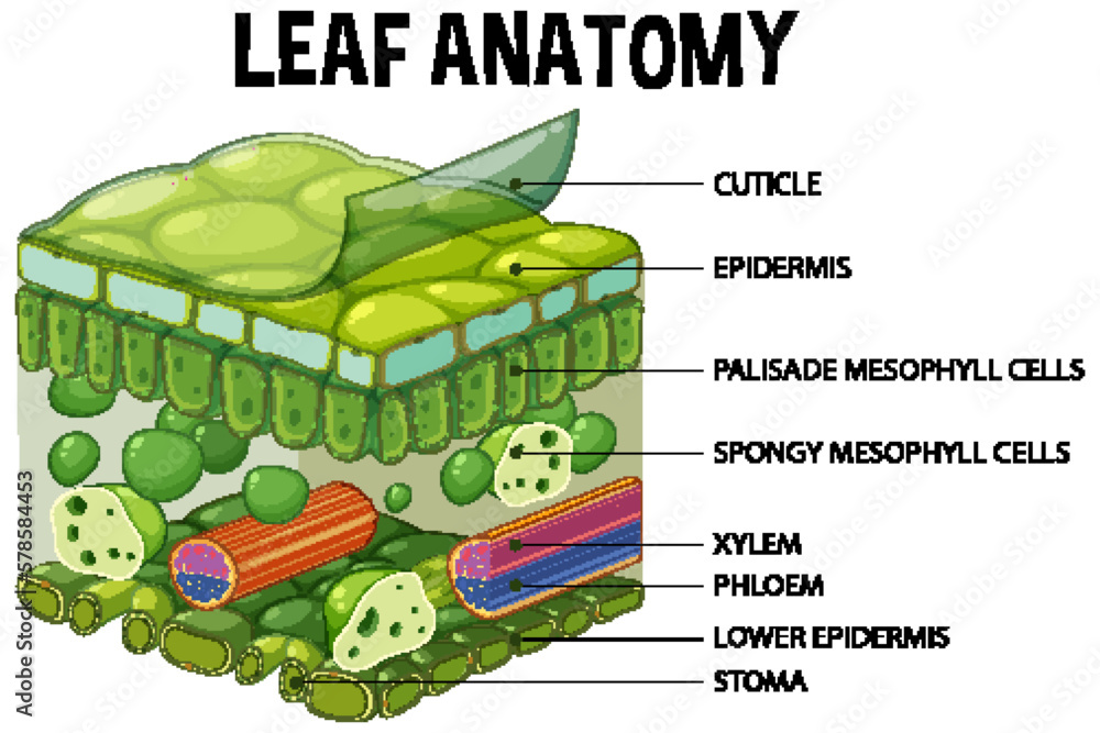 Vector de Stock Internal structure of leaf diagram | Adobe Stock Vector de Stock Internal structure of leaf diagram | Adobe Stock