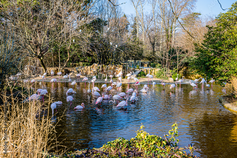 Flamants roses au parc de la Tête d'Or à Lyon Stock Photo | Adobe Stock
