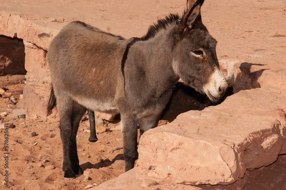 Jordan. Petra is ancient city carved into rocks. Donkeys as means of ...