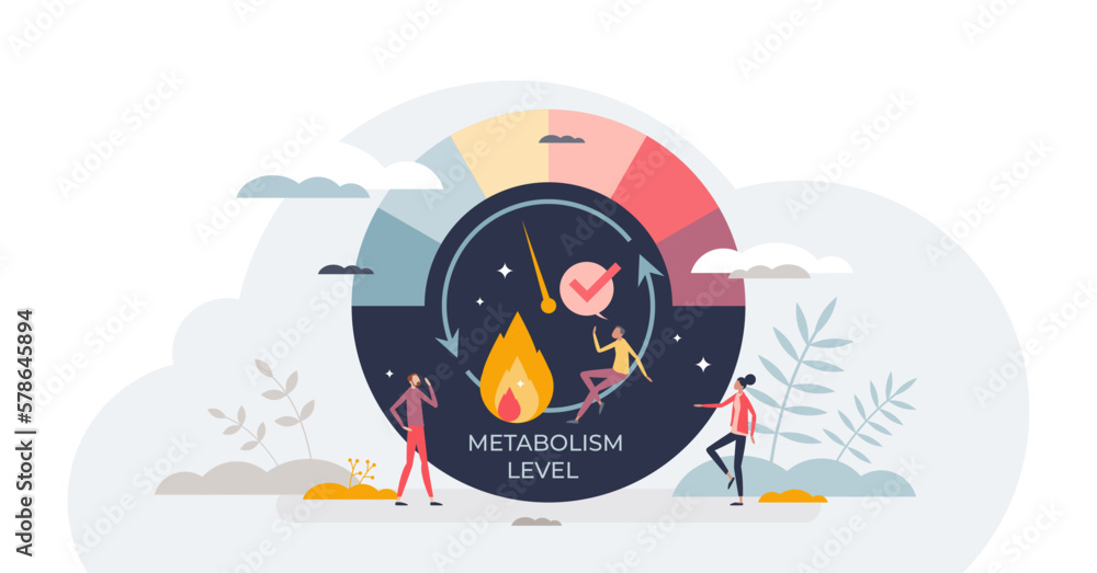 Metabolism level measurement scale with speed of body burning calories ...
