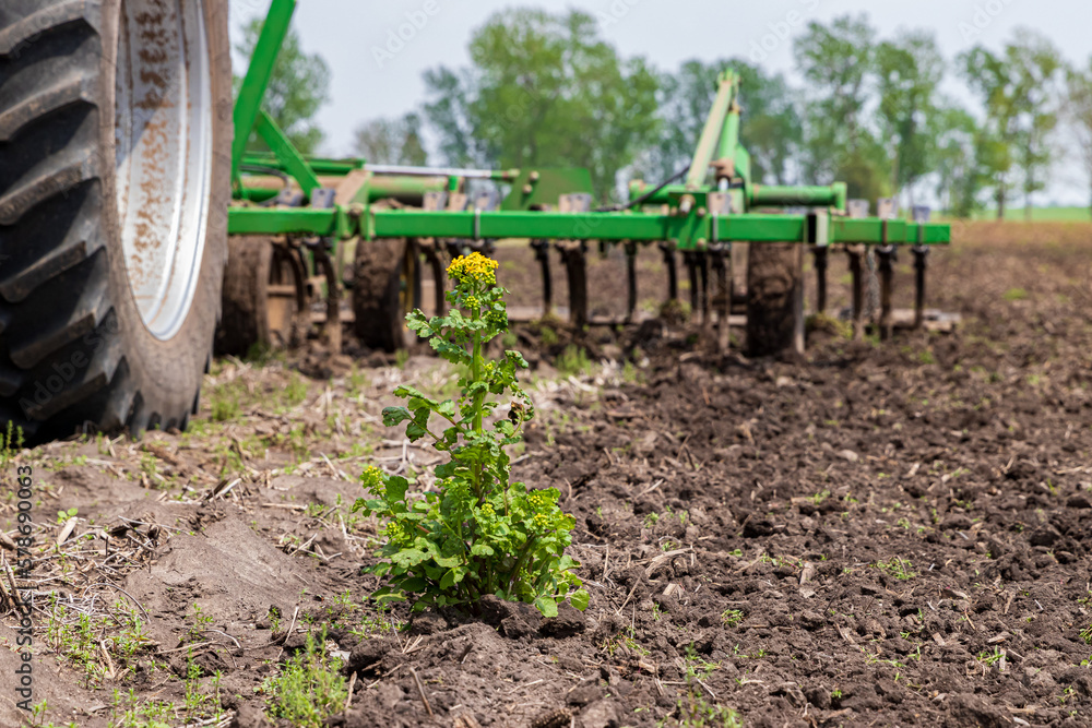 Butterweed weed growing in farm field with tractor and cultivator. Weed ...