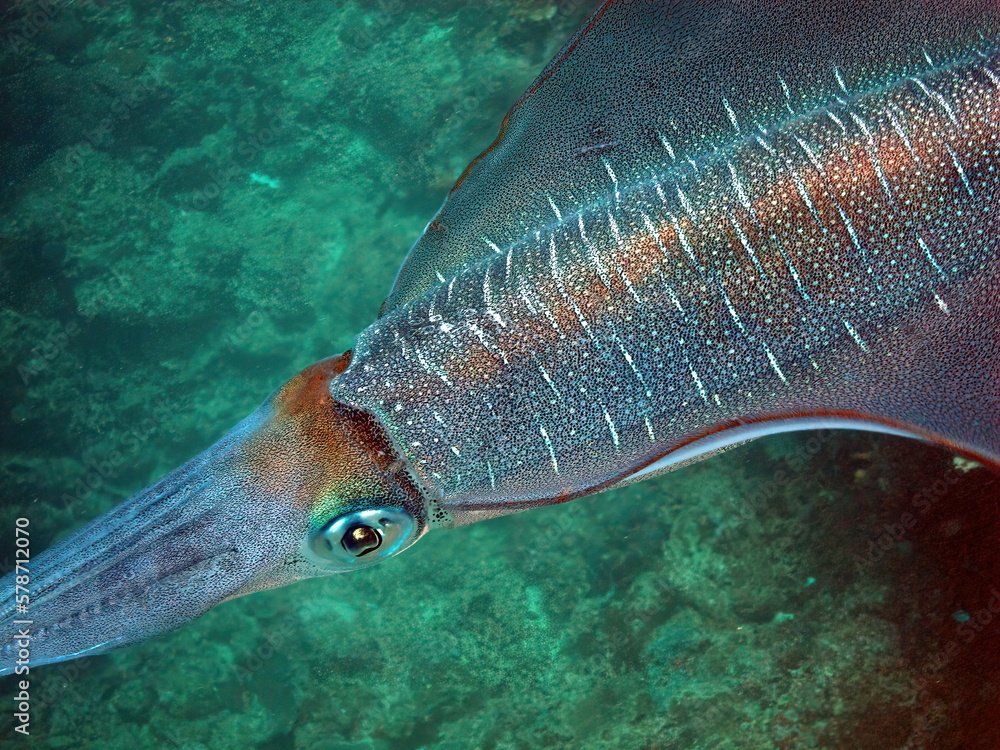 Squid of Anilao, Batangas, Philippines, Stock Photo | Adobe Stock