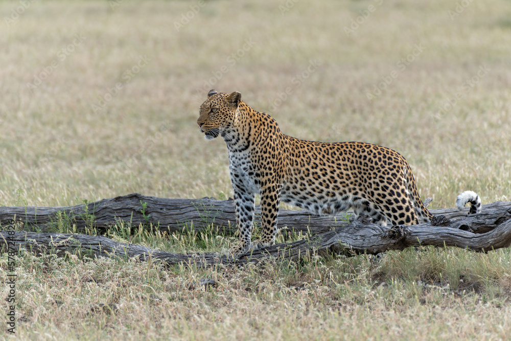 Leopard (Panthera Pardus) hunting aroud a dry riverbed in Mashatu Game ...