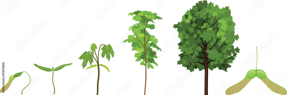 Life cycle of maple tree (Acer platanoides). Growth stages from samara ...