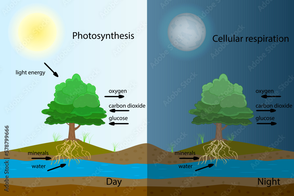 Photosynthesis diagram. Process of plant produce oxygen. Photosynthesis ...