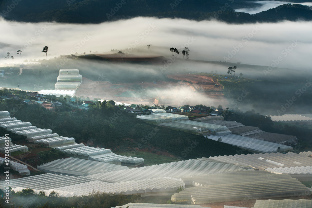 The magical beauty of the pine forests on the hill hidden in fog and ...