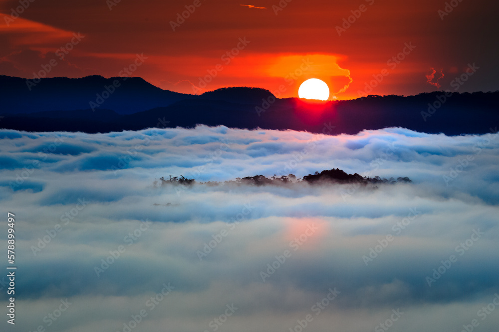 The magical beauty of the pine forests on the hill hidden in fog and ...