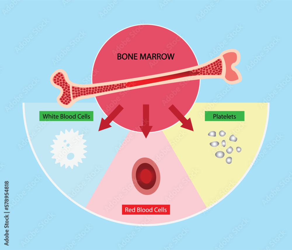 illustration of biology and medical, Bone marrow is a spongy substance ...