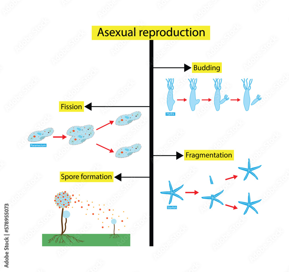 illustration of biology, Scientific Designing of Differences Between ...