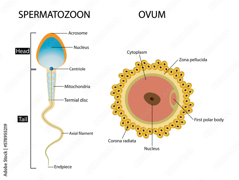 illustration of Biology, Structural diagram of a sperm cell, ovum ...
