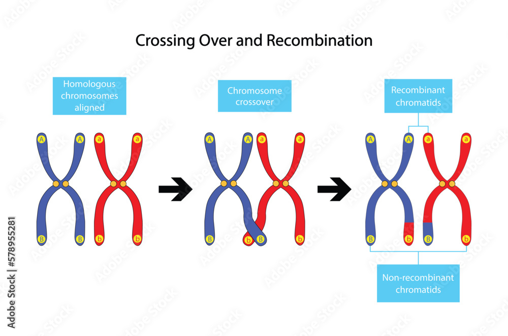 illustration of biology, Crossing over and recombination, Genetic recombination happens as a ...