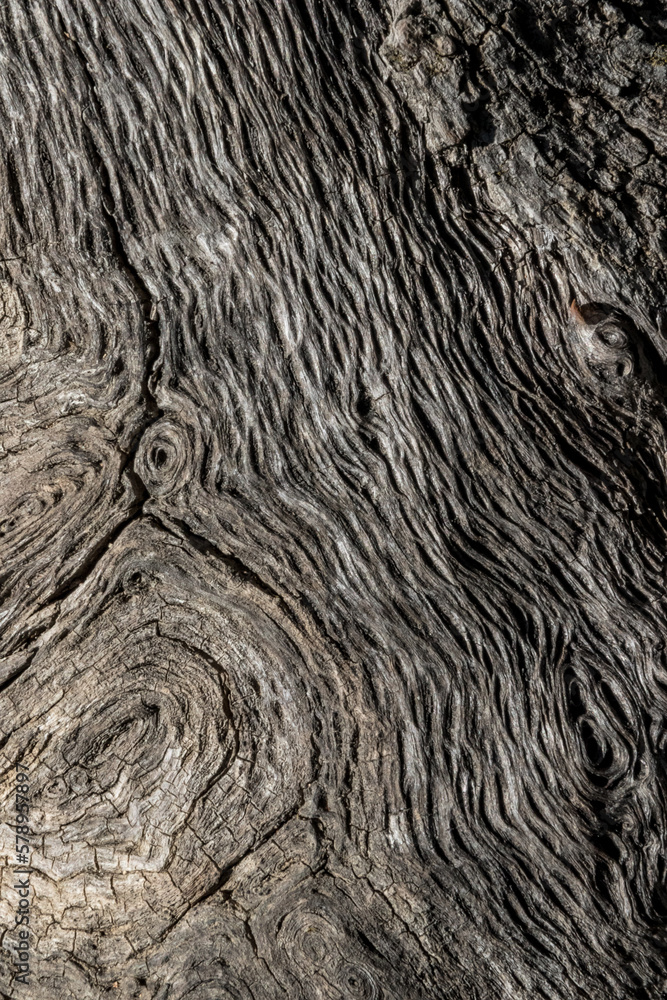 gray twisted dry wood texture Stock Photo | Adobe Stock