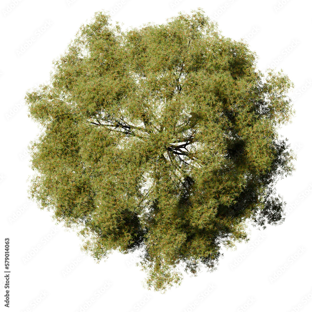 tree top view isolated on white png Stock Illustration | Adobe Stock