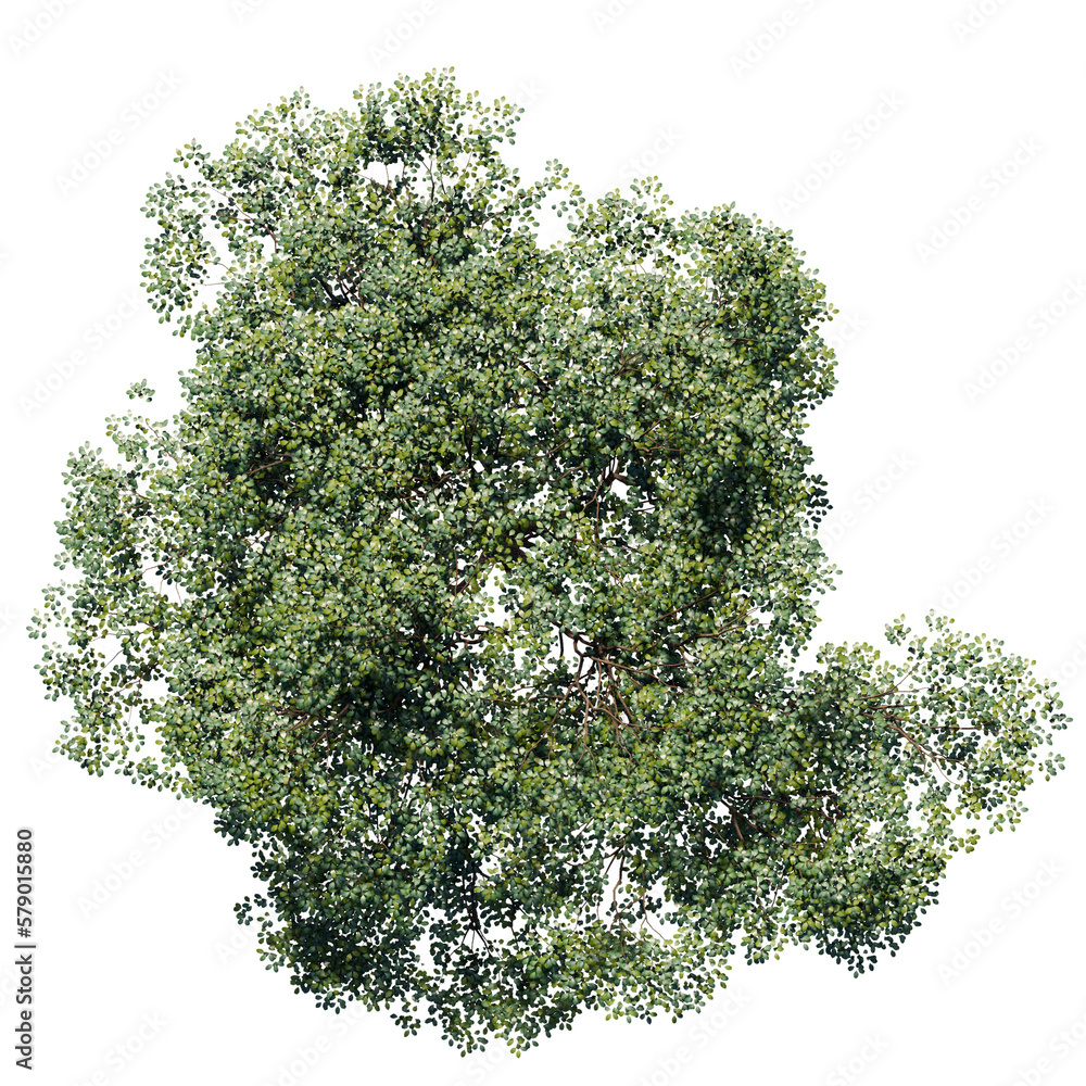 tree top view isolated on white png Stock Illustration | Adobe Stock