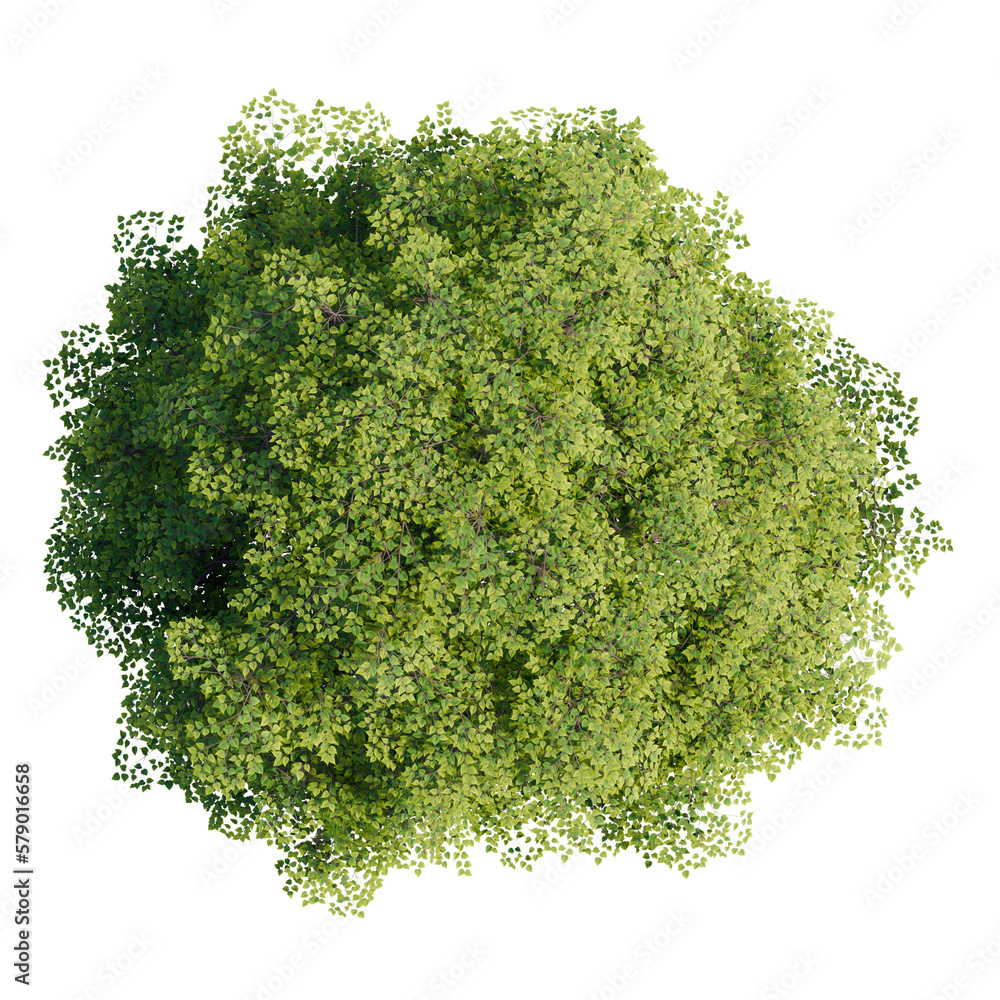 tree top view isolated on white png Stock Illustration | Adobe Stock
