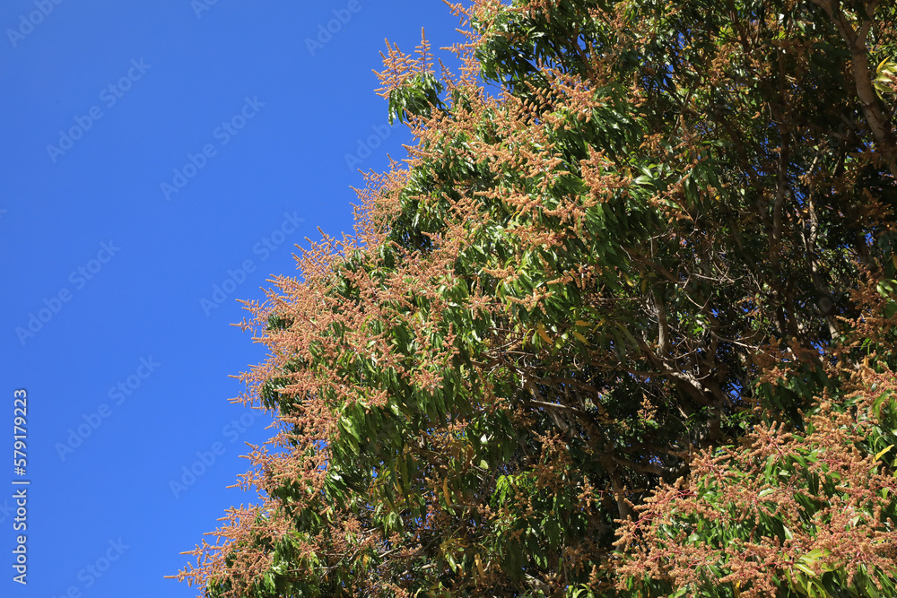 Close up of a Florida mango tree covered in blooms. A mango tree can ...
