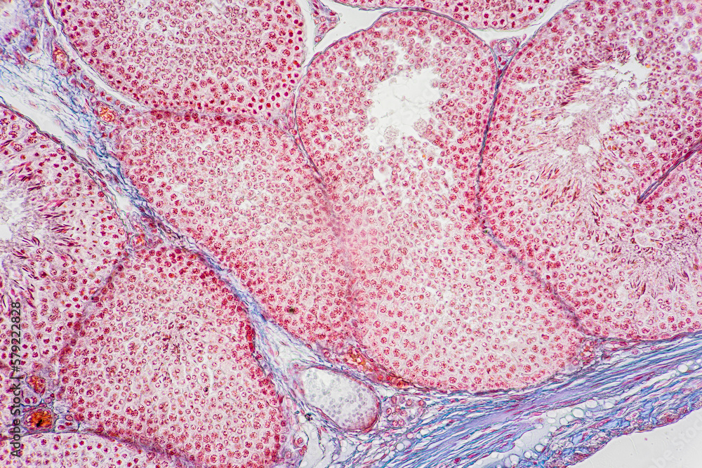 Anatomy and Histological Uterine tube, Uterus, Vagina, Ovary and Testis ...