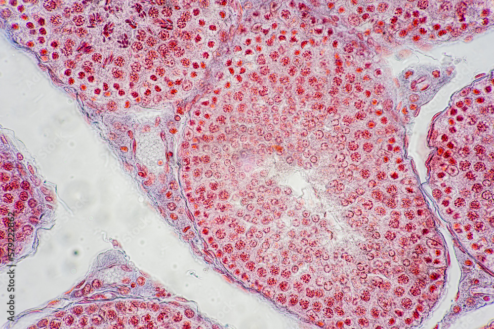 Anatomy and Histological Uterine tube, Uterus, Vagina, Ovary and Testis ...
