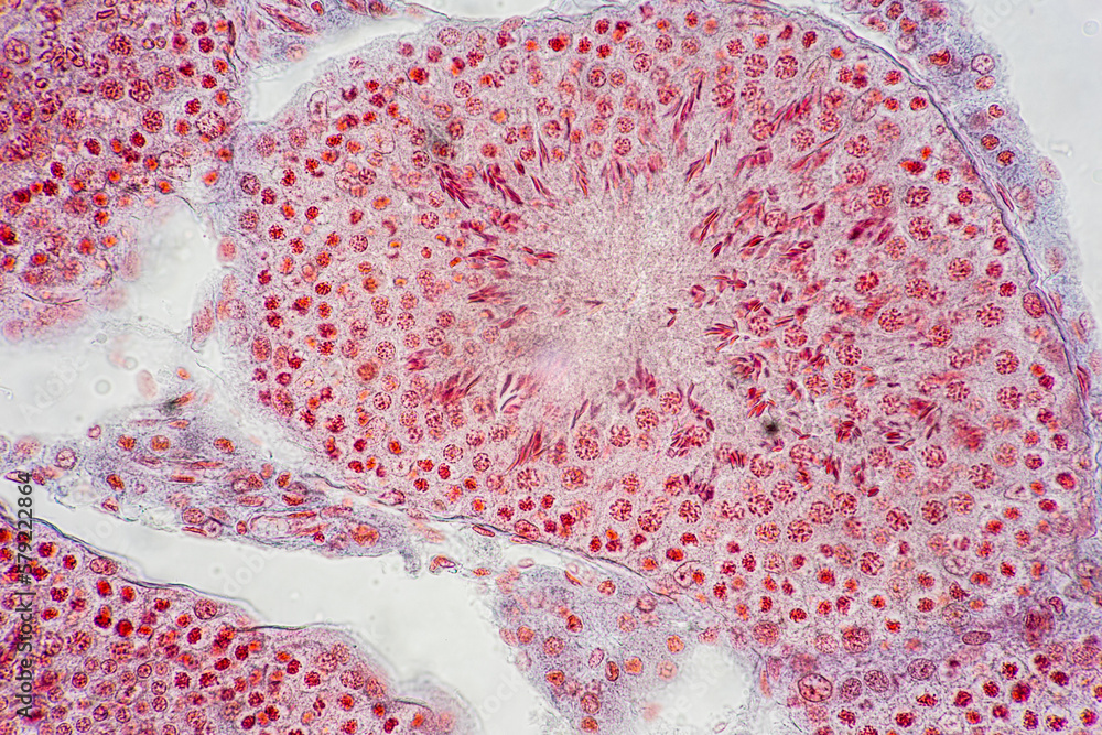 Anatomy and Histological Uterine tube, Uterus, Vagina, Ovary and Testis ...