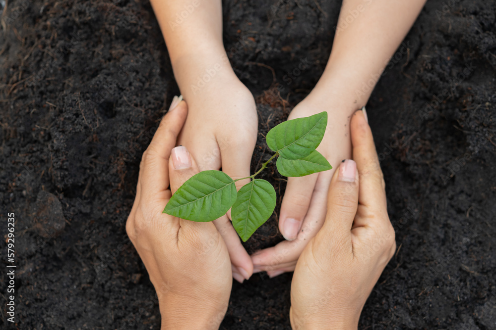 hands holding young plant with soil.World environment day and ...