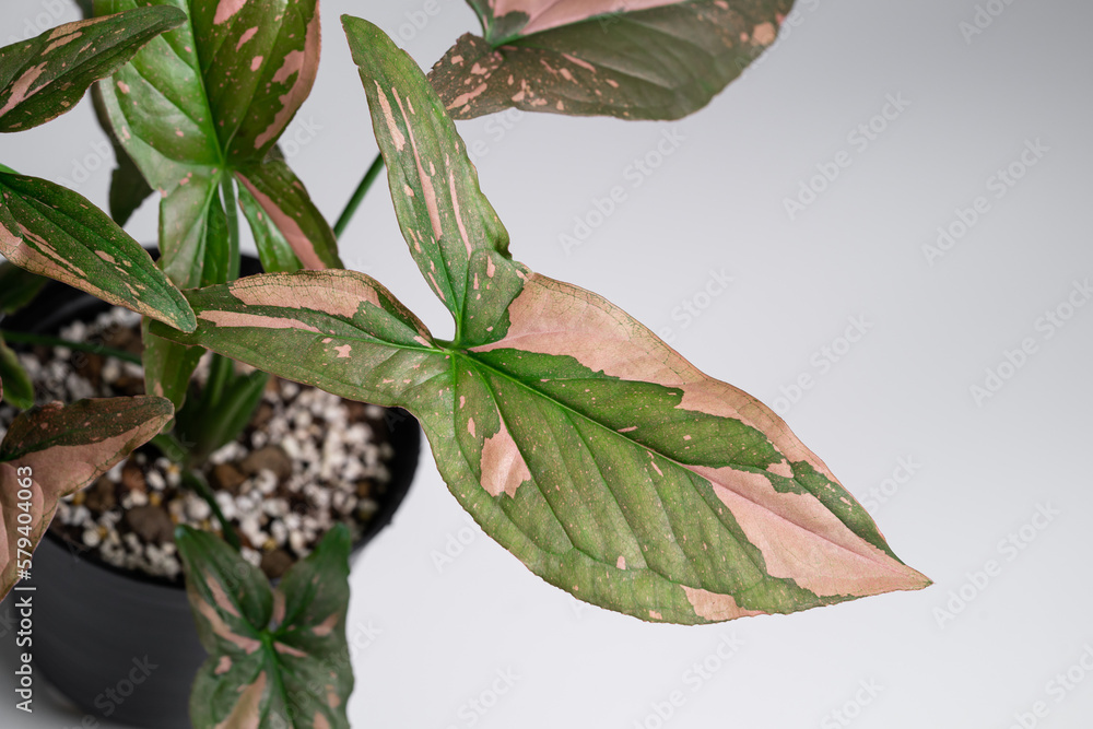 Syngonium Pink Splash leaf close up in isolated white background ...