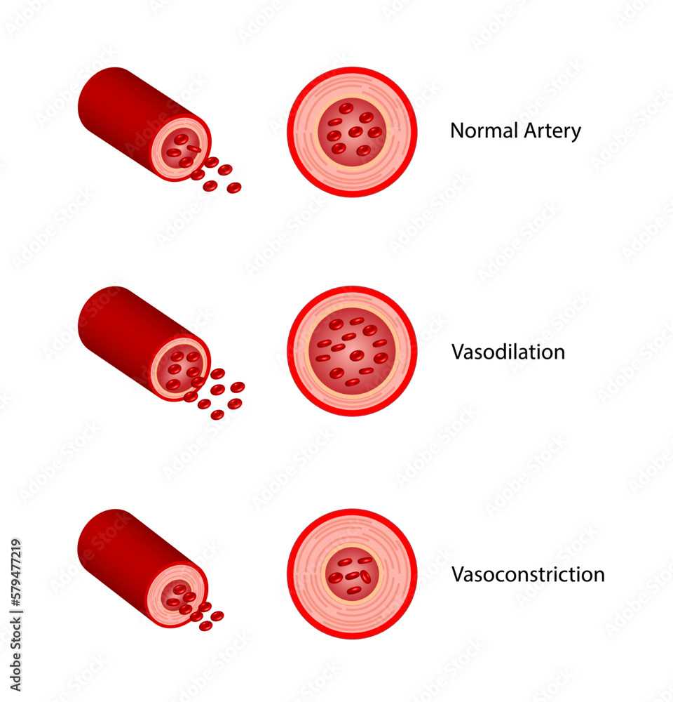 Vector de Stock Arterial vasoconstriction and vasodilation. Cross section of arteries ...
