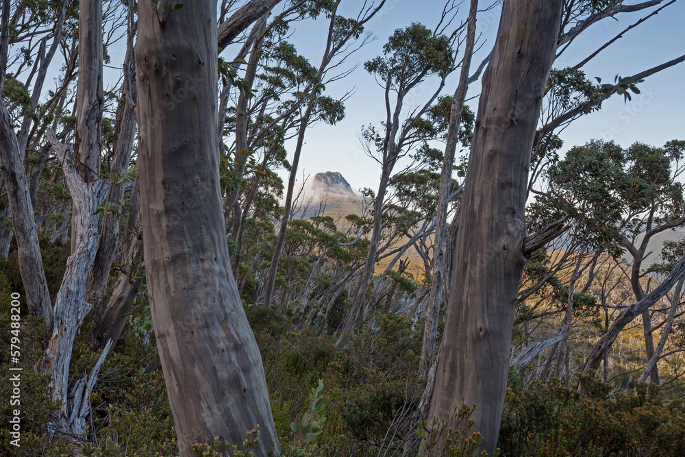 in the Eucalyptus coccifera ( Tasmanian Snow Gum ) forest below Cradle ...