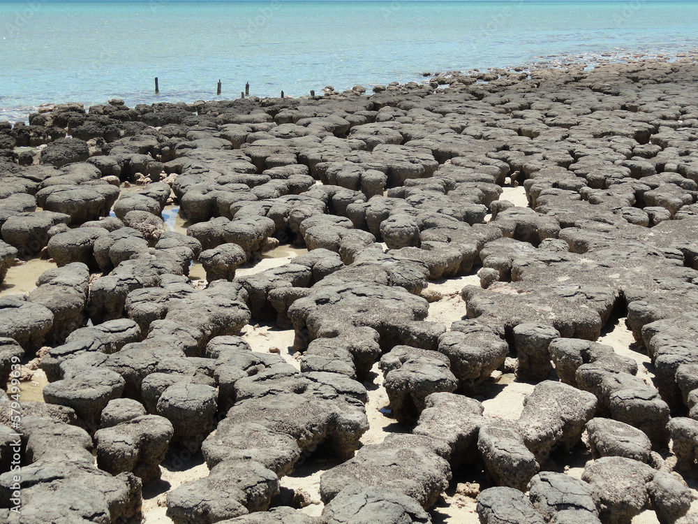 Photo Stock Stromatolites in Hamelin Pool Marine Nature Reserve, Shark ...
