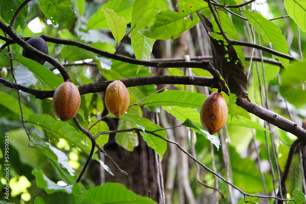 Ripe Cacao fruits on the tree (Theobroma cacao) Malvaceae family ...