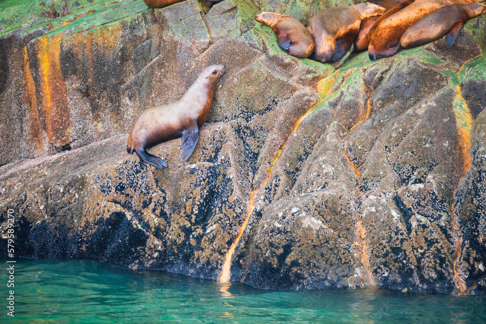 A sea lions in wall stone on the ocean. (Zalophus californianus) posing ...