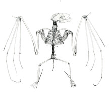Bat Skeleton Free Stock Photo - Public Domain Pictures