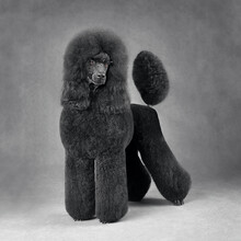 Standard French Poodle Free Stock Photo - Public Domain Pictures