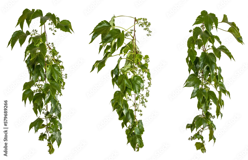 selection of branch of a tree isolated on transparent background - png ...
