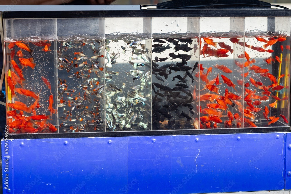 bright breed of guppy, mollinesia and swordtail adult, artificial aqua ...