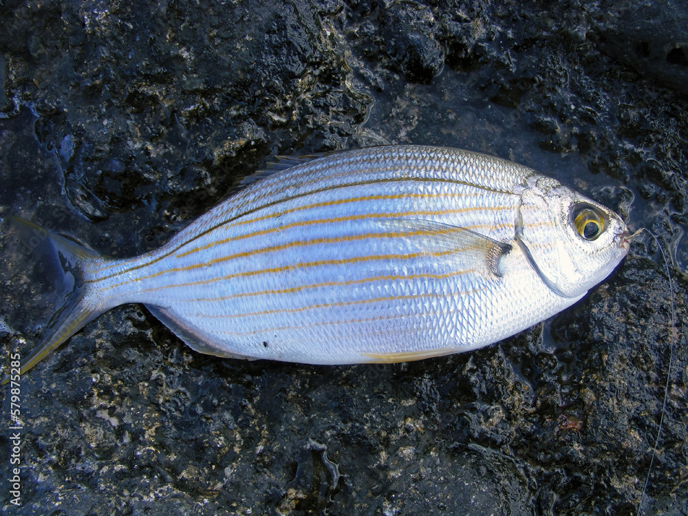 Sarpa salpa, known commonly as the dreamfish, salema, salema porgy, cow ...