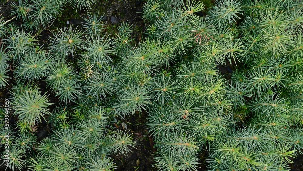 Spruce tree (Picea abies) seedlings inside a tree nursery of Romania ...