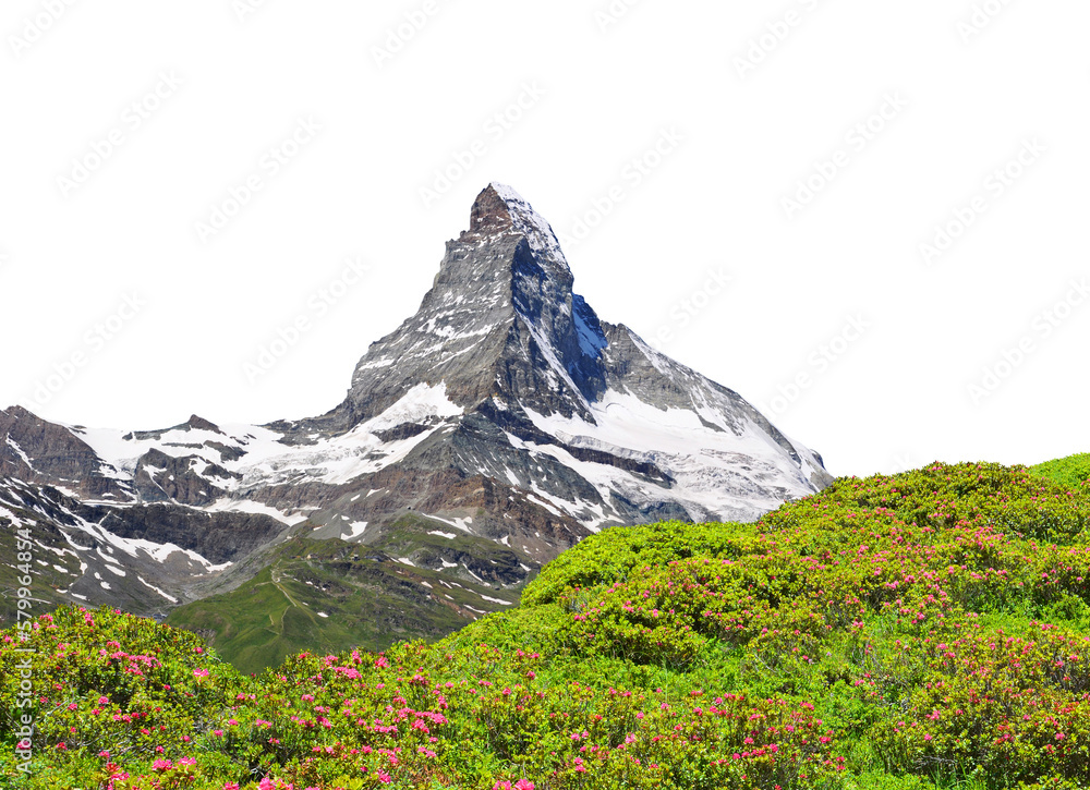 Mount Matterhorn with blooming azalea isolated on transparent ...