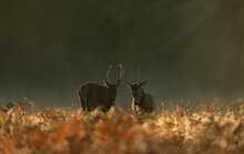 Two Young Buck Deer Playing In Fall Free Stock Photo - Public Domain ...