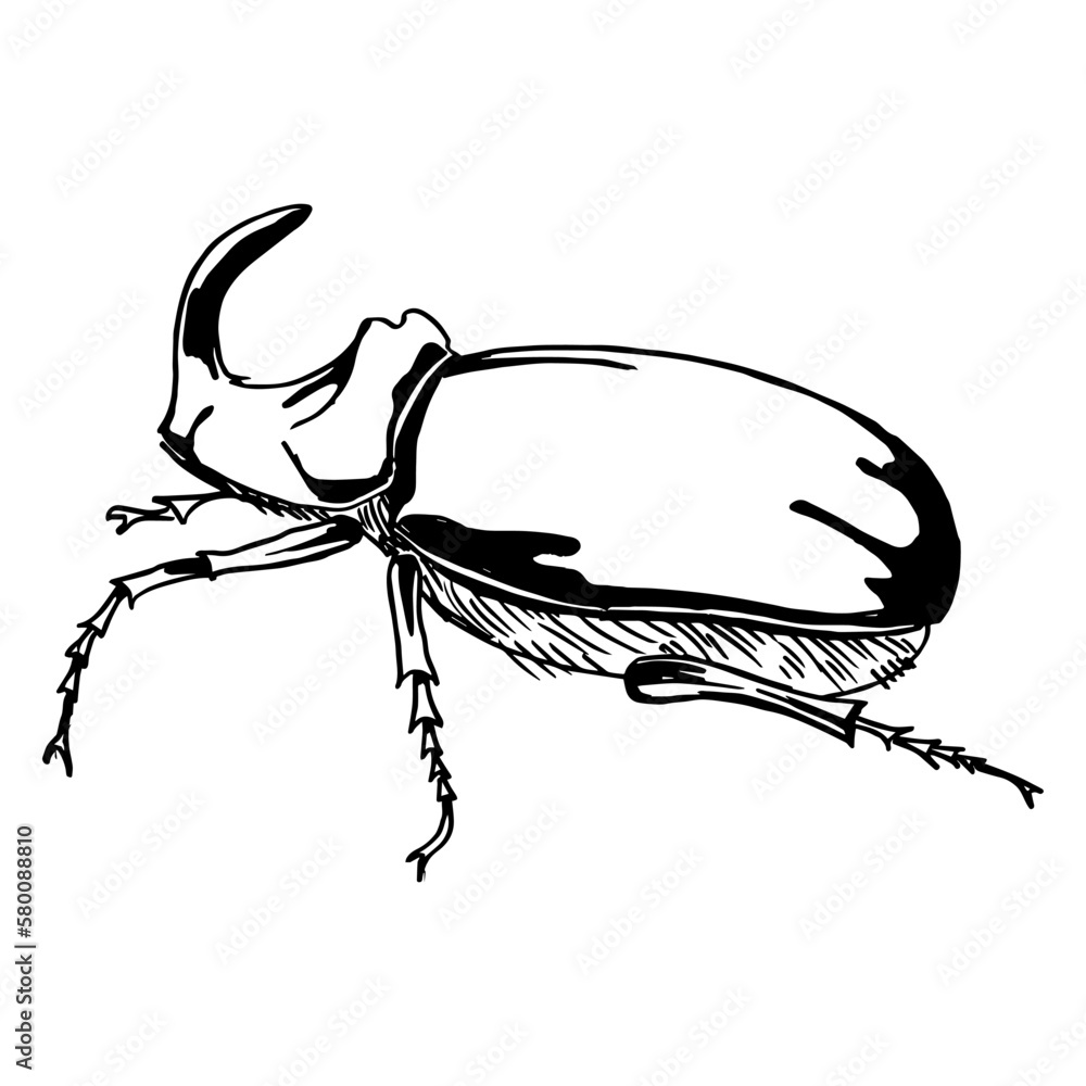 Rhinoceros beetle. Side view. Drawing with black lines, marker, line ...