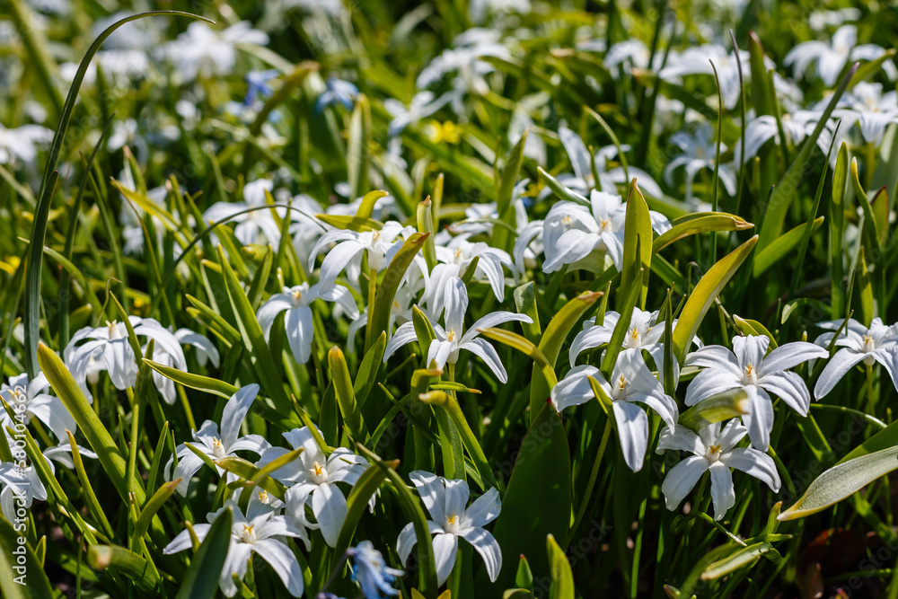 Foto de Stock Scilla luciliae, sort alba is a perennial bulbous plant ...
