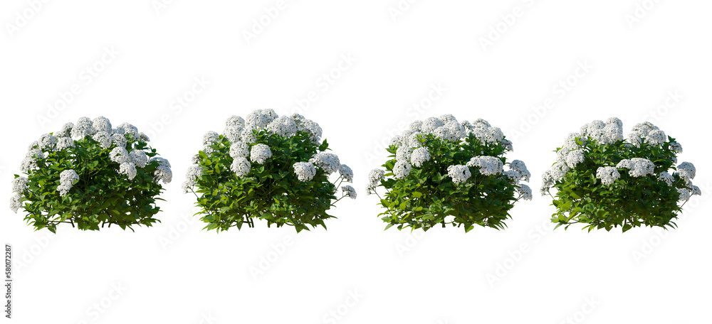 Hydrangea arborescens annabelle bush shrub isolated png on a ...