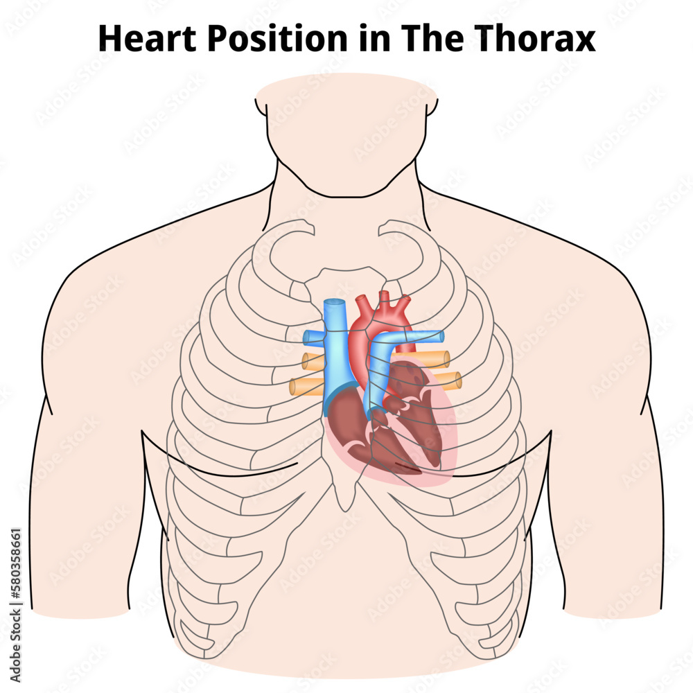 Heart Position in The Thorax - Medical Vector Illustration Stock Vector | Adobe Stock
