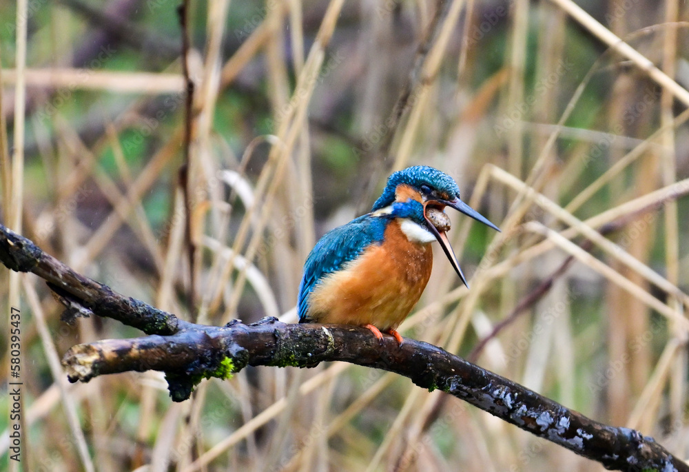 Kingfisher (Alcedo atthis) sitting on a branch at Klingnauer Stausee ...