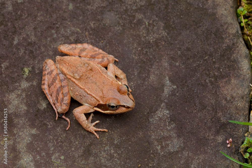 Wood Frog portrait, highly detailed top-down view for ID purposes ...