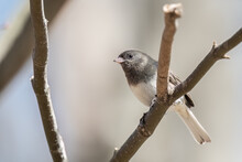 Dark-eyed Junco In Tree Free Stock Photo - Public Domain Pictures