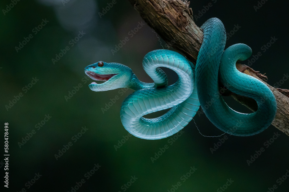 Angry blue viper, blue white lipped Island pit viper snake Trimeresurus ...