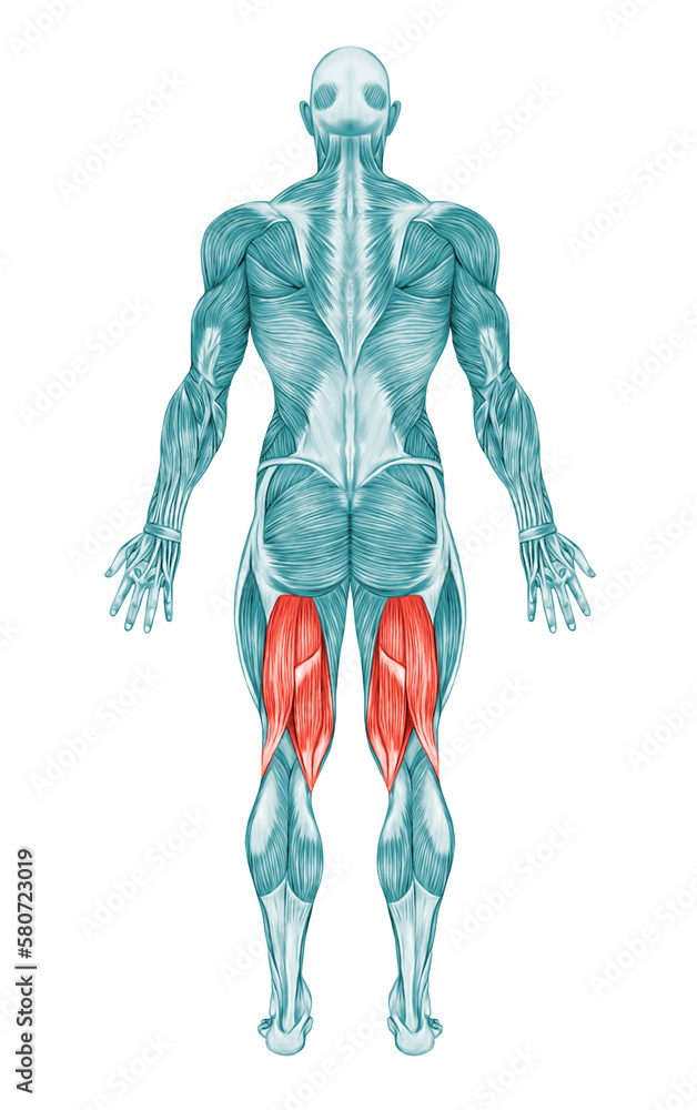 Stock-Illustration „Hamstrings Male Muscles Anatomy Muscle “ | Adobe Stock