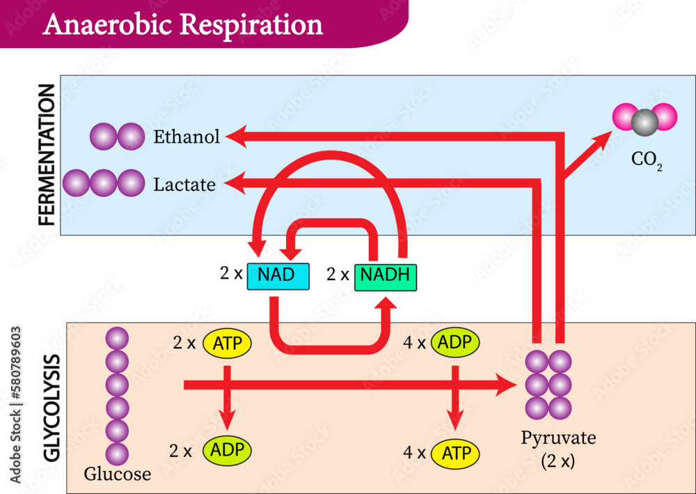Anaerobic respiration is respiration using electron acceptors other ...
