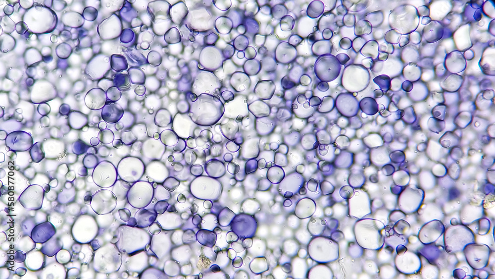 Sweet potato starch grains under microscope Stock Photo | Adobe Stock